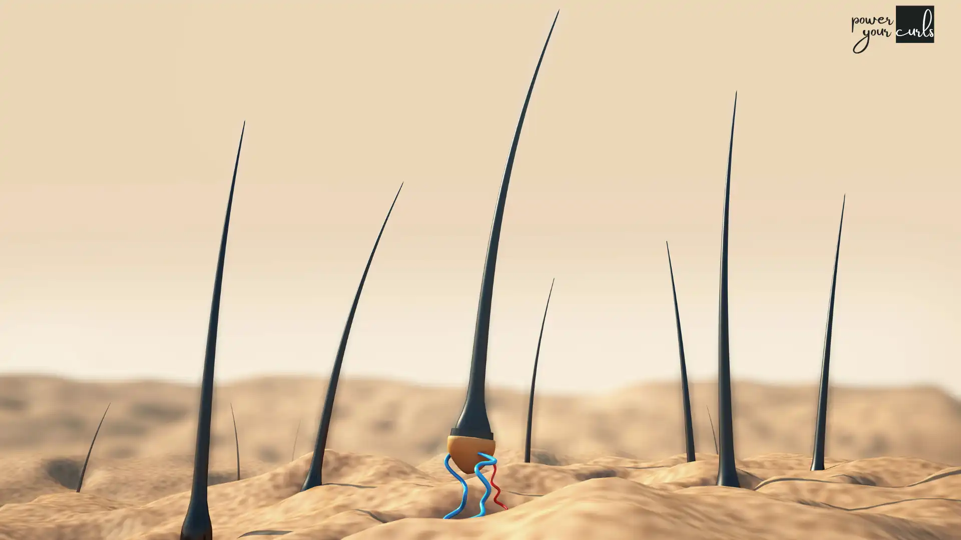 The 4 Stages Of Hair Growth Explained In A Simple To Understand Way ...