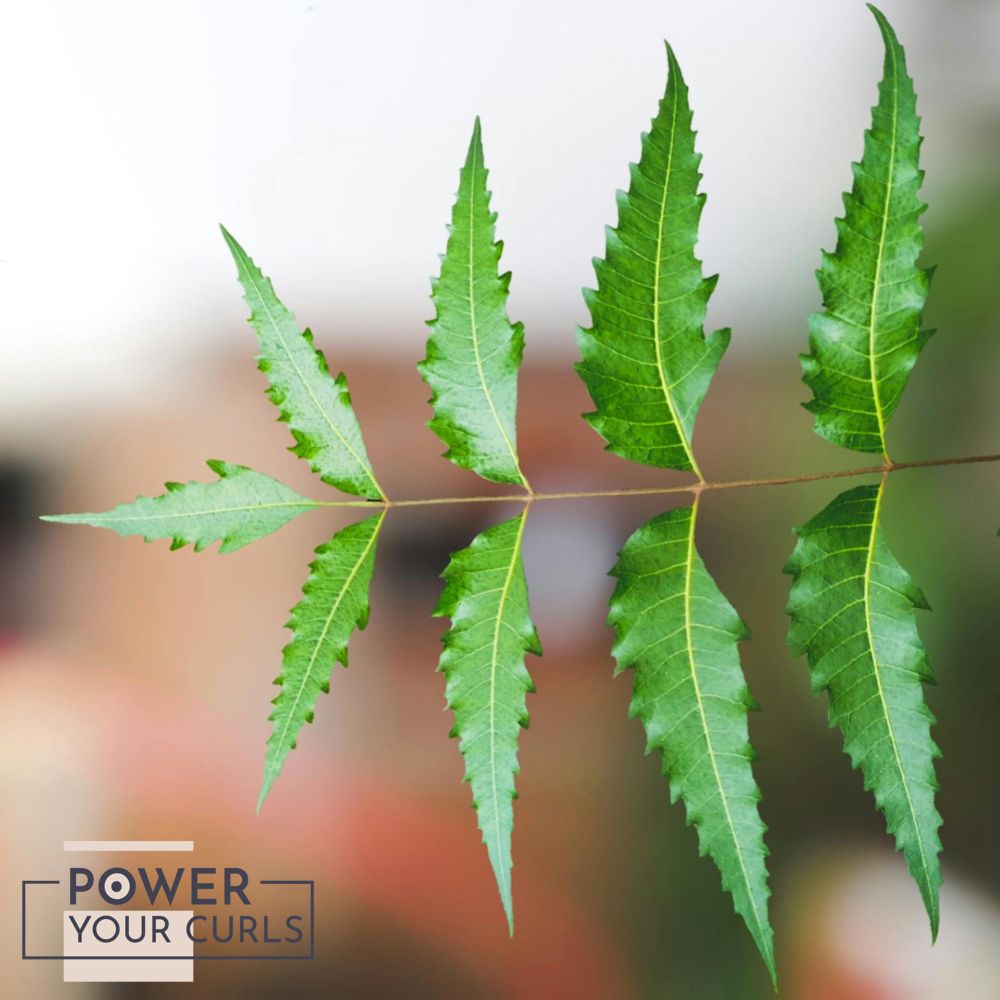 The 9 Best Ayurvedic Herbs For Hair Growth (That Actually Work) » Power ...